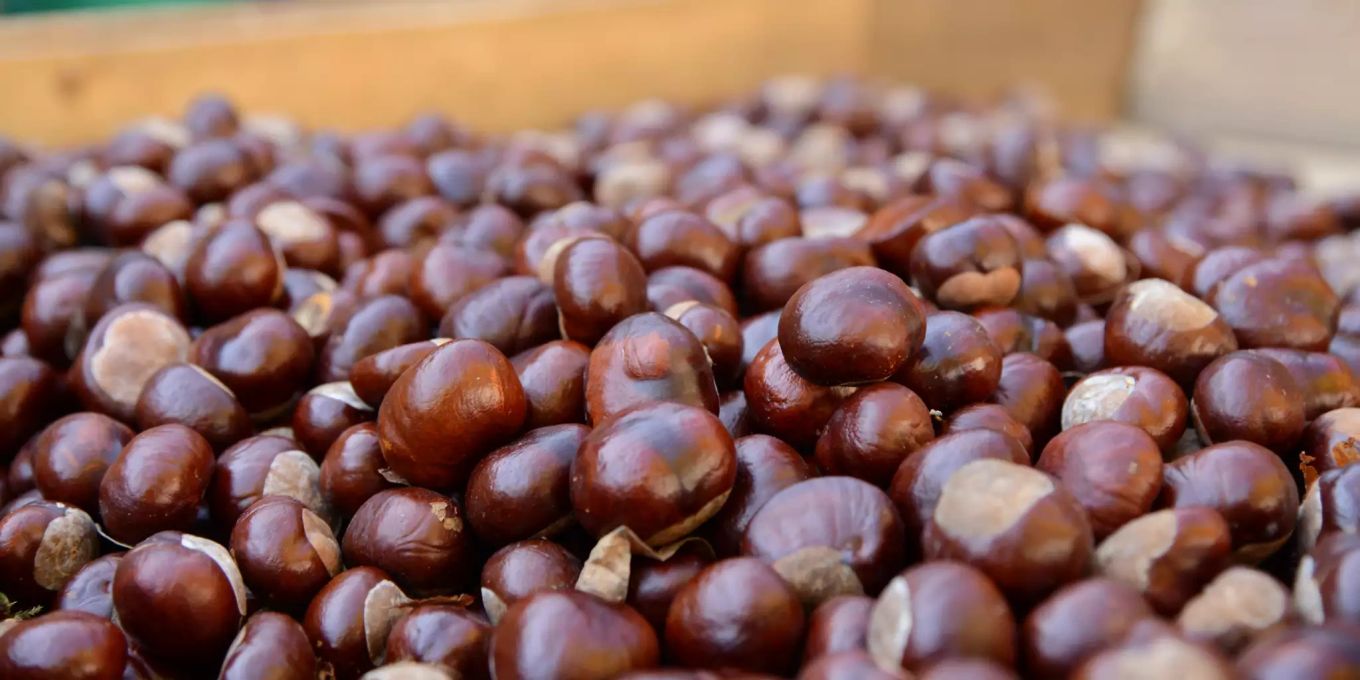 Chegele und Eicheln sammeln für die Tiere im Tierpark | Nau.ch