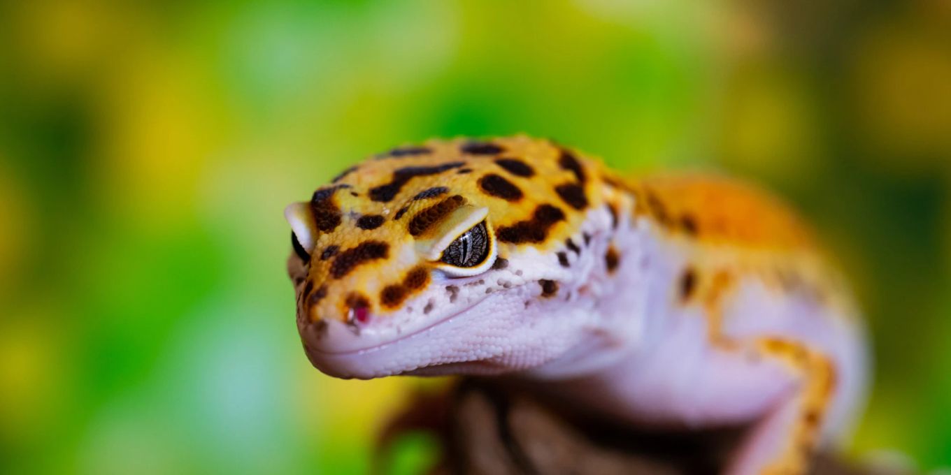Diese 6 Reptilien sind perfekt für Anfänger | Nau Tiere