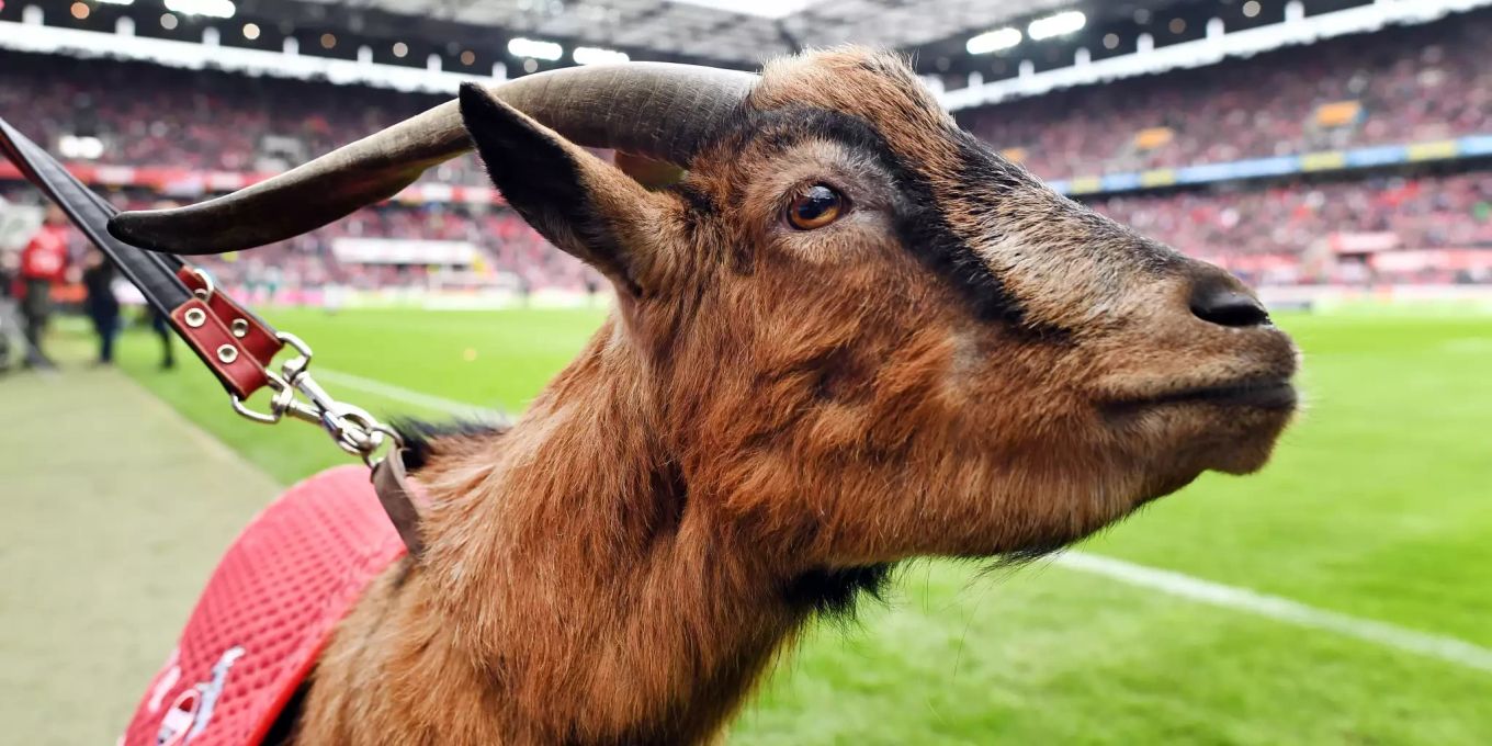 1. FC Köln schickt Maskottchen Hennes VIII. in Ruhestand | Nau.ch