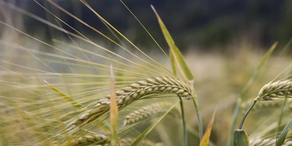 Regionales im Bier gewinnt auch bei Schützengarten an Bedeutung