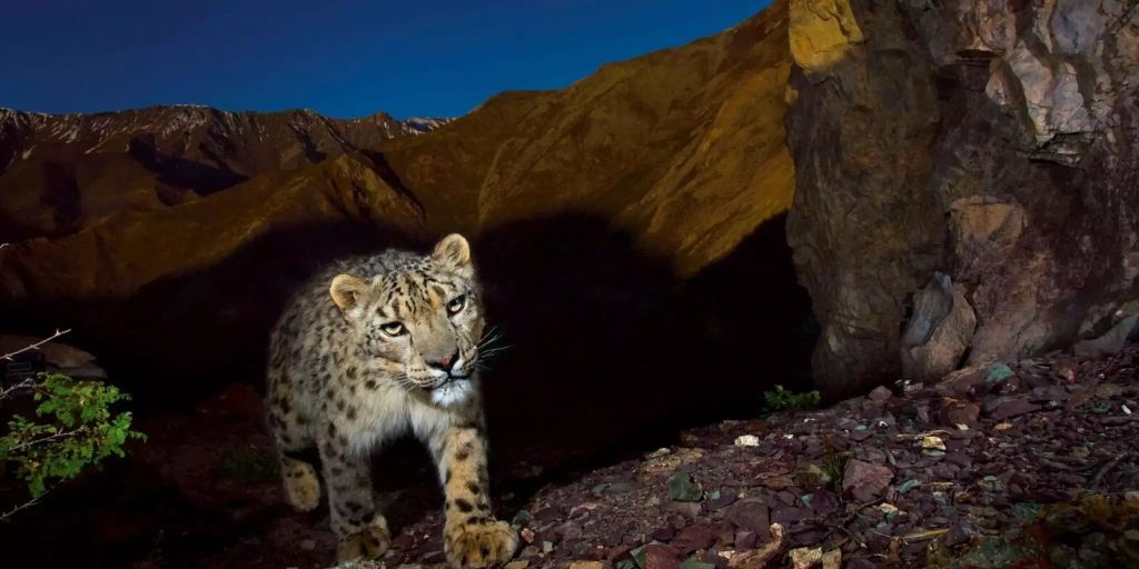 Laut WWF sind viele Tiere in der Schweiz bedroht