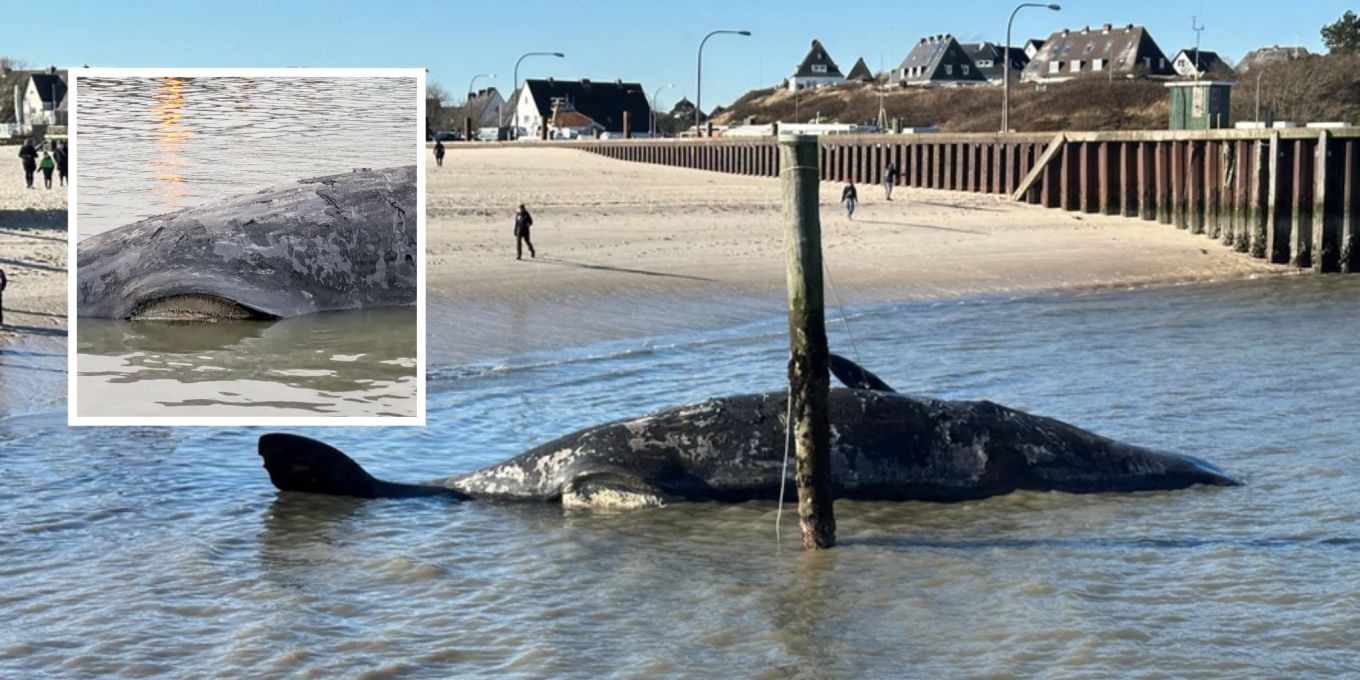 Riesiger Wal droht vor Sylt zu explodieren | Nau.ch