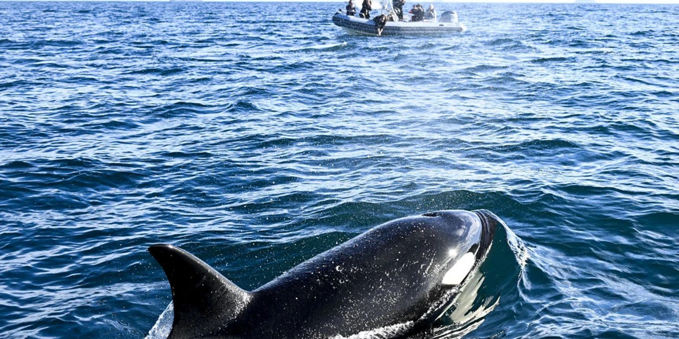 Darum versenken Orcas Yachten | Nau.ch