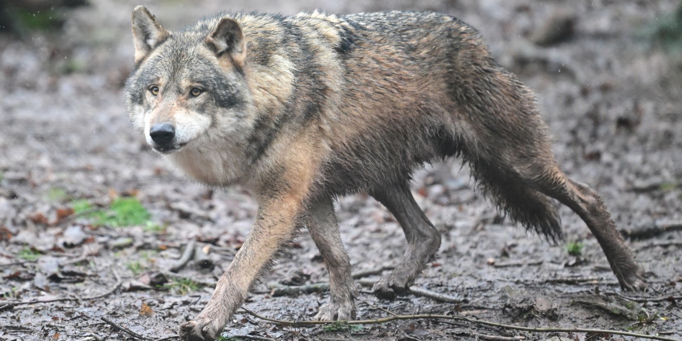Wolf behält Scheu vor Menschen auch bei viel Nähe | Nau.ch