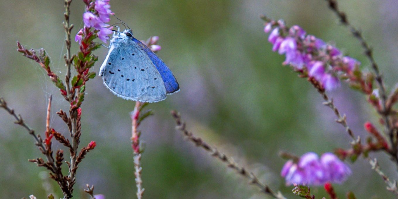 Hochmoor Balmoos in Hasle LU soll nässer werden | Nau.ch