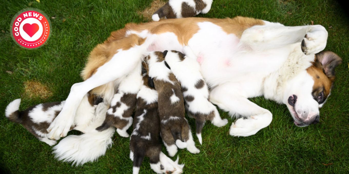 16 neue Bernhardiner-Welpen in der Fondation Barry | Nau.ch