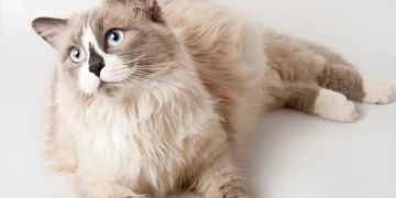 Vorsicht, Katze: Das sind ihre Feinde als Freigänger | Nau.ch