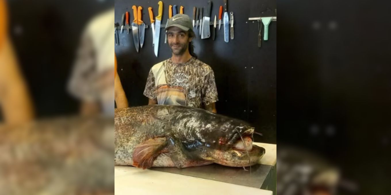 Fischer ziehen 2,5-Meter-Wels aus dem Neuenburgersee | Nau.ch