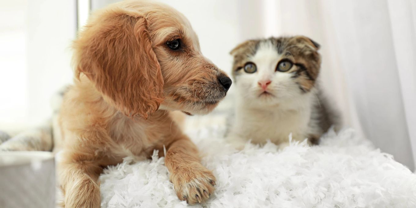 Wie können Hund und Katze friedlich zusammenleben? | Nau Tiere