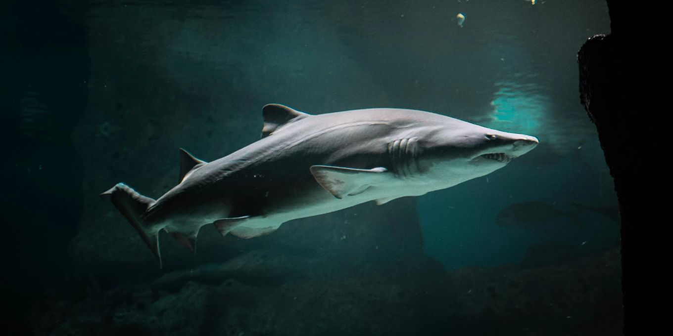 Haie greifen in Florida drei Menschen an | Nau.ch