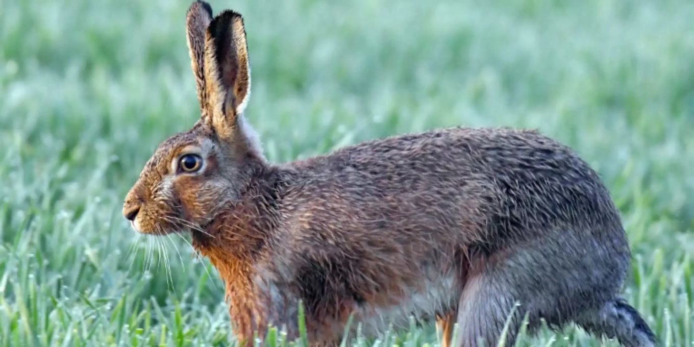 Trockene Frühjahre tun Feldhasen gut: Bestände wachsen | Nau.ch