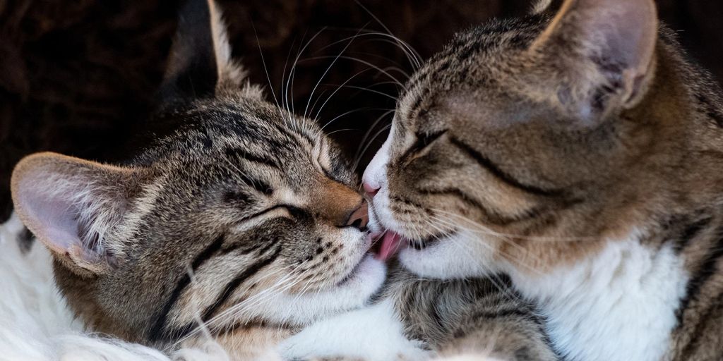 Katzen-WG: So klappt das tierische Zusammenleben Katzen-WG: So klappt das tierische Zusammenleben