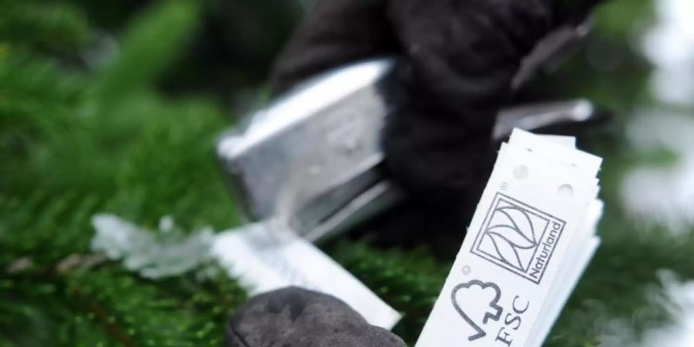 Weihnachtsbäume sind für die Umwelt kein Geschenk | Nau.ch