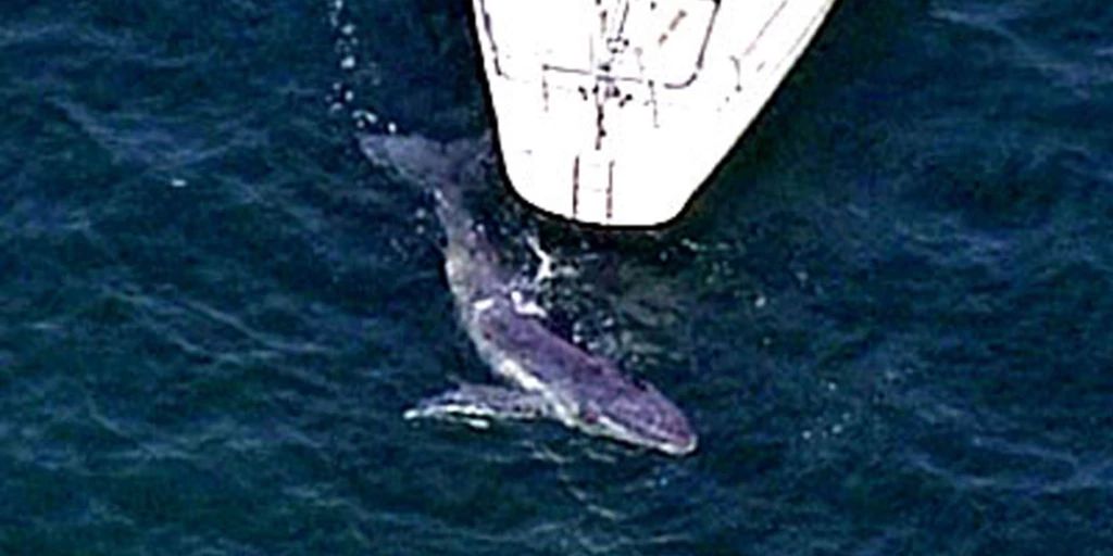 Ein Toter bei Zusammenstoss eines Boots mit einem Wal in Australien