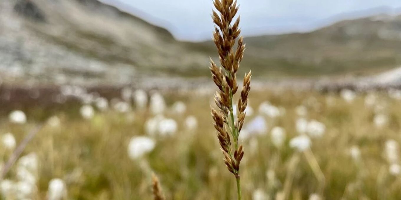 Kürzlich im Wallis entdeckte Grasart ist «neue Art des Jahres» | Nau.ch