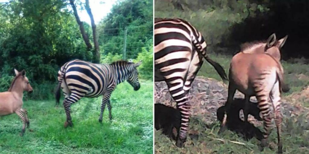 Junges eines Zebras und eines Esels zur Welt gekommen