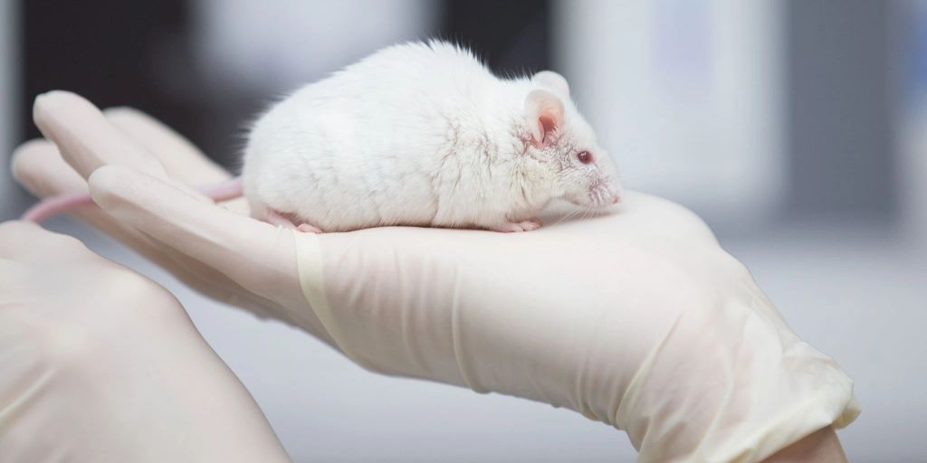 Ohne Erbgut einer Mutter: Mäuse-Babys mit zwei Vätern