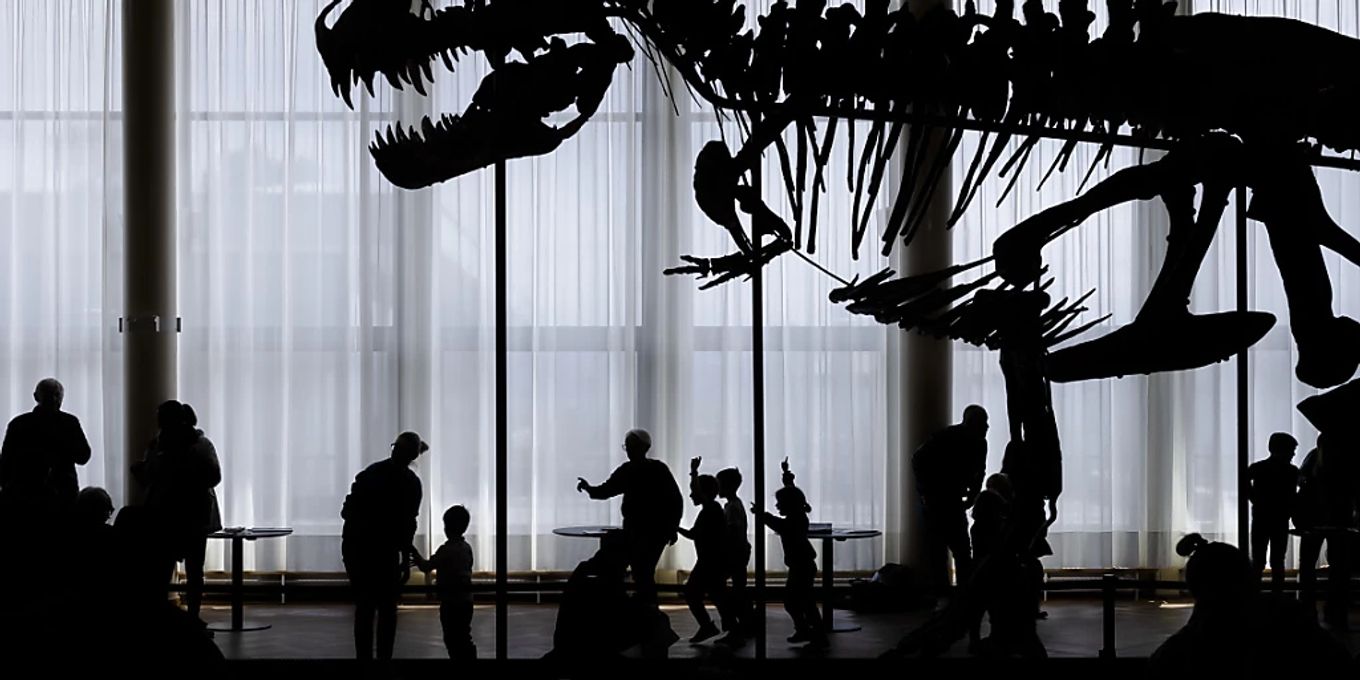 Der versteigerte T-Rex kommt ins Sauriermuseum Aathal ZH | Nau.ch