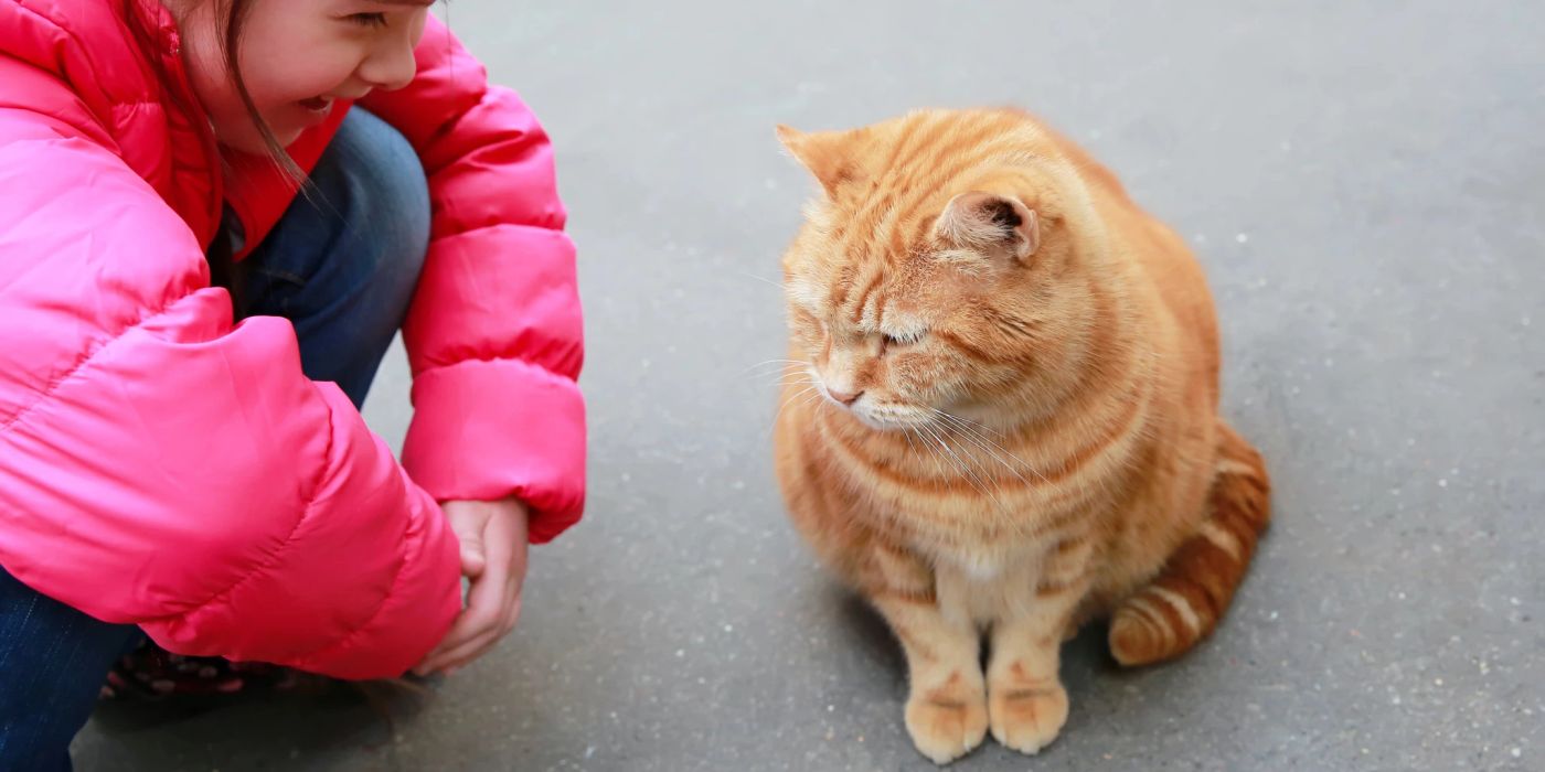 Älpler lassen ihre Katzen nach Alpabzug auf Berg zurück | Nau.ch
