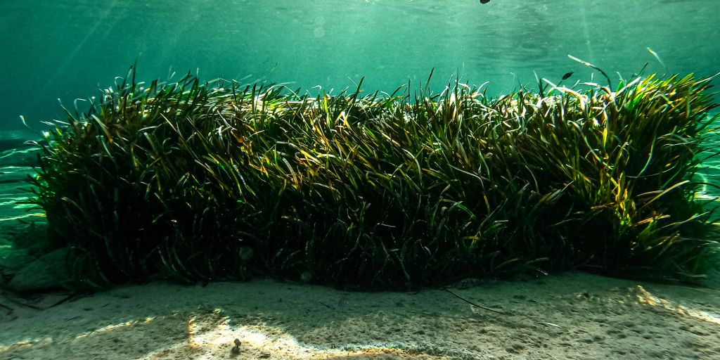 Forscher entdecken 1400 Jahre altes Seegras in der Ostsee