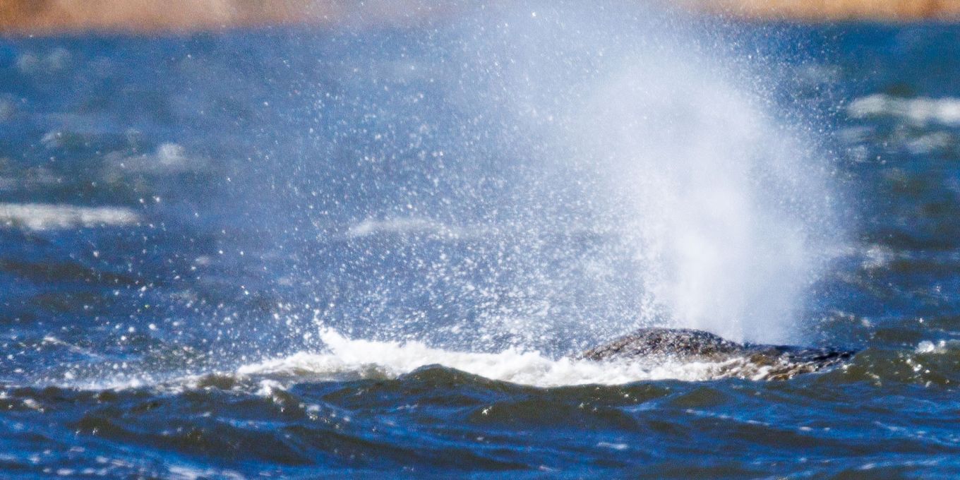 Ticker: Buckelwal Timmy verlässt Position in tiefem Wasser nicht | Nau.ch