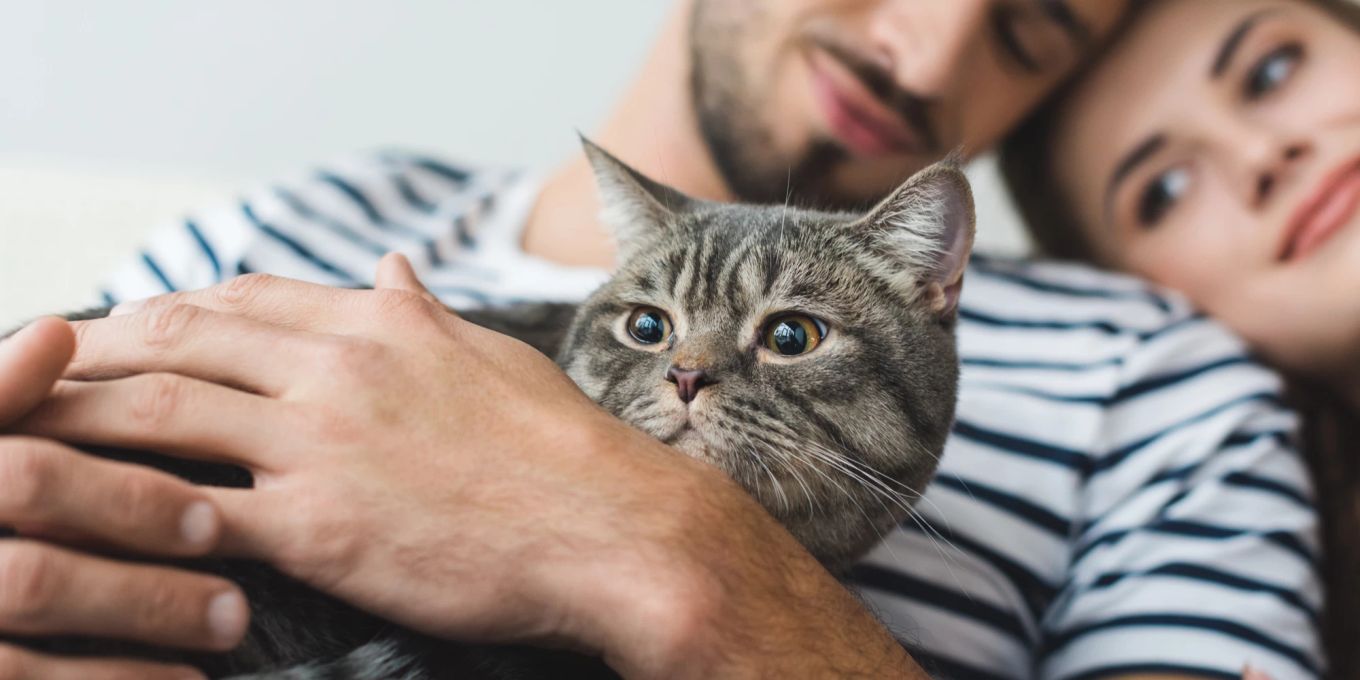 Tricks, mit denen Sie jede Katze für sich gewinnen können | Nau Tiere