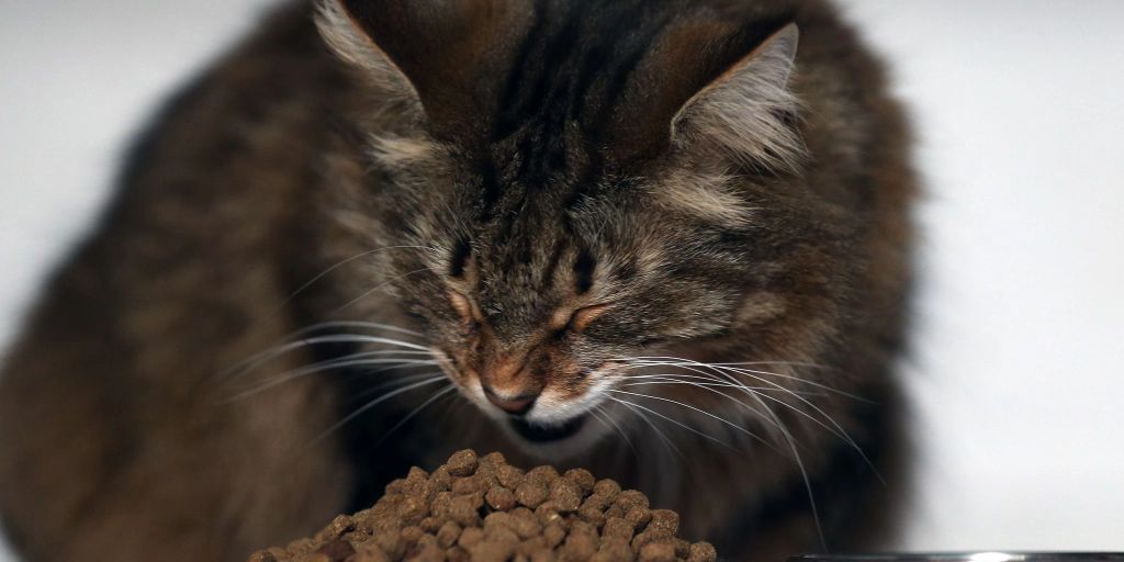 Gute Trockenfutter für Katzen sind auch günstig