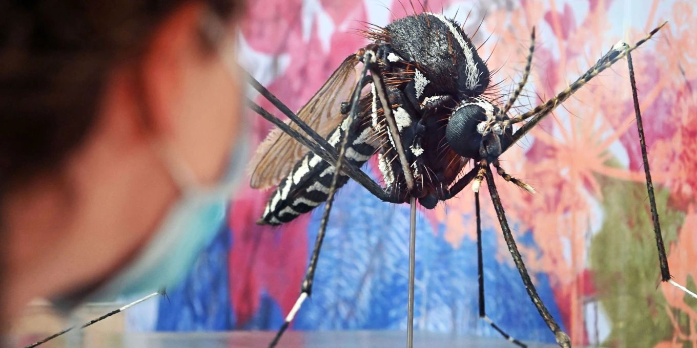 Diese Mückenschutz-Massnahmen können vorbeugen | Nau.ch