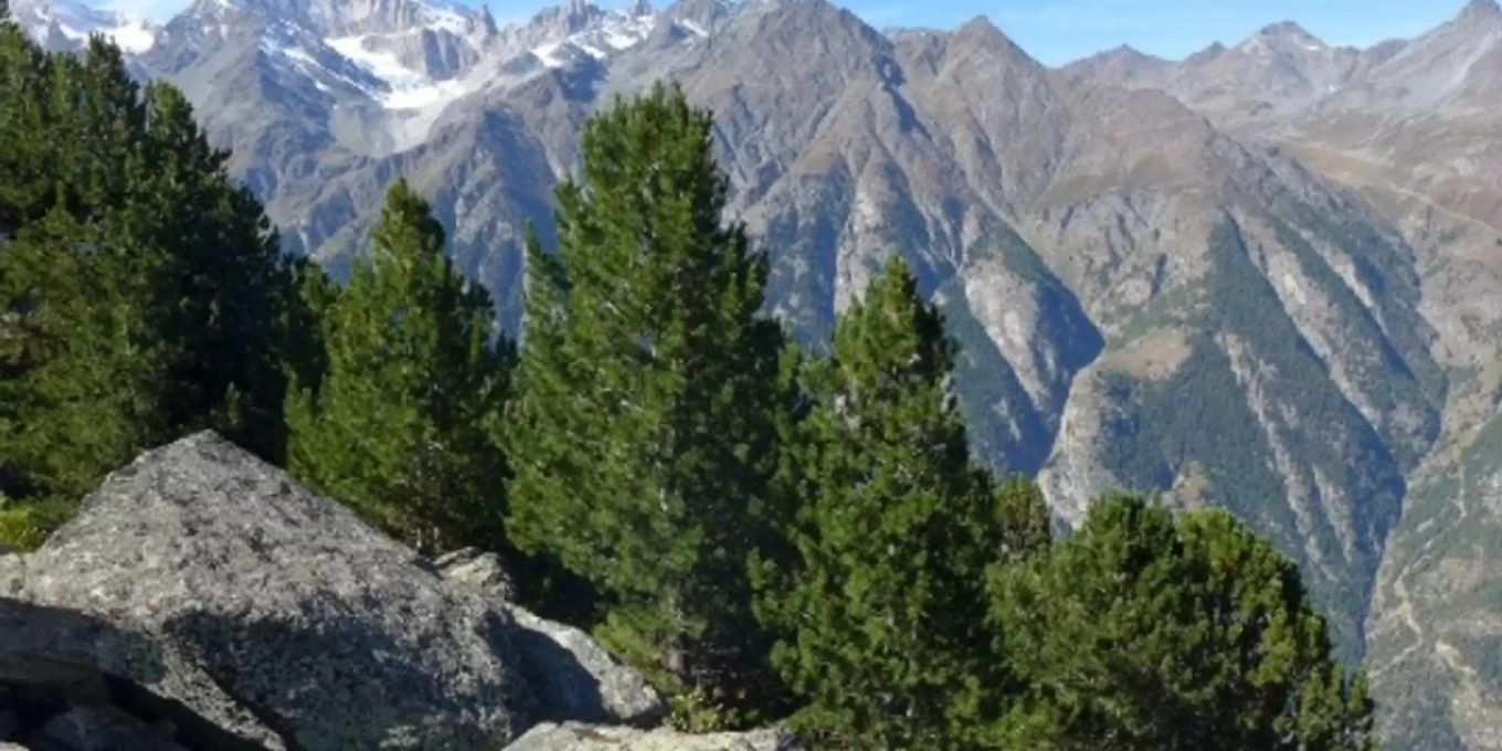 St. Niklaus: Neue Strecke für den Aufstieg zur Bordierhütte | Nau.ch