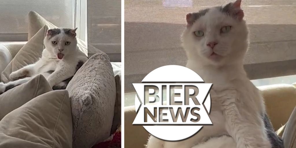 Katzen: Dieses Tier streckt ihrem Frauchen die Zunge raus