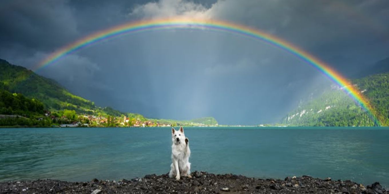 Nach Erkrankung: Berner Insta-Hund Rasta ist gestorben | Nau.ch