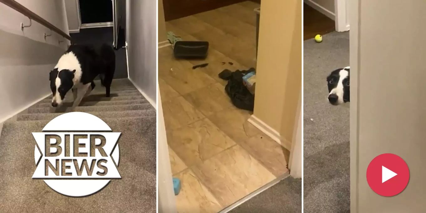 Hund kann schlechtes Gewissen nicht verbergen | Nau.ch