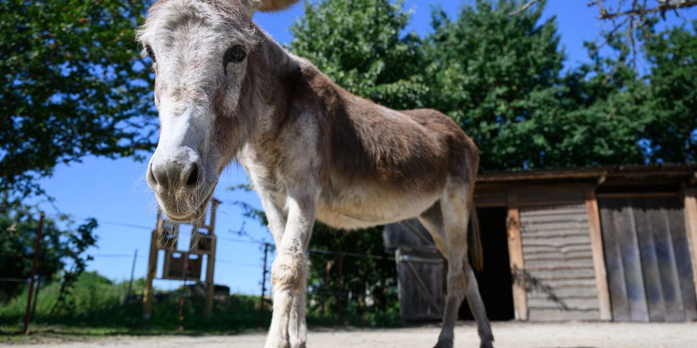 Esel Haustier des Jahres: Störrisch und dumm? Im Gegenteil! | Nau.ch