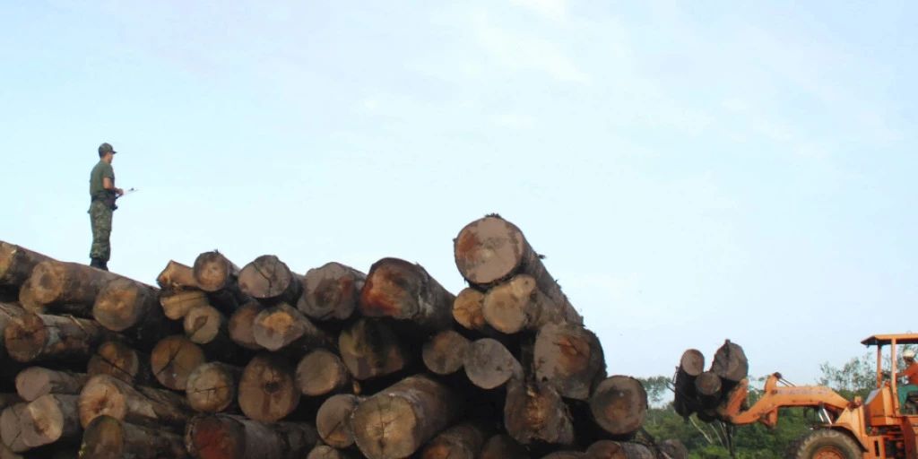 Brasilien: Amazonas-Rodung erreicht erneut traurigen Höchstwert