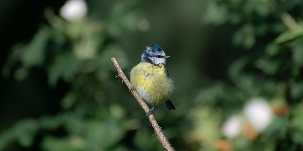 Warum prallen Vögel so oft gegen Fensterscheiben?