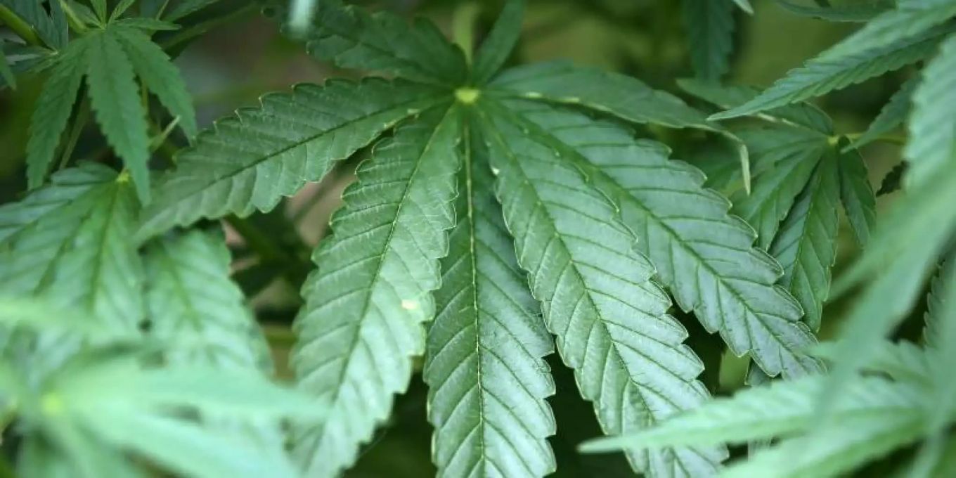 Walliser Firma ruft Hanftee wegen zu hohen THC-Gehalts zurück | Nau.ch