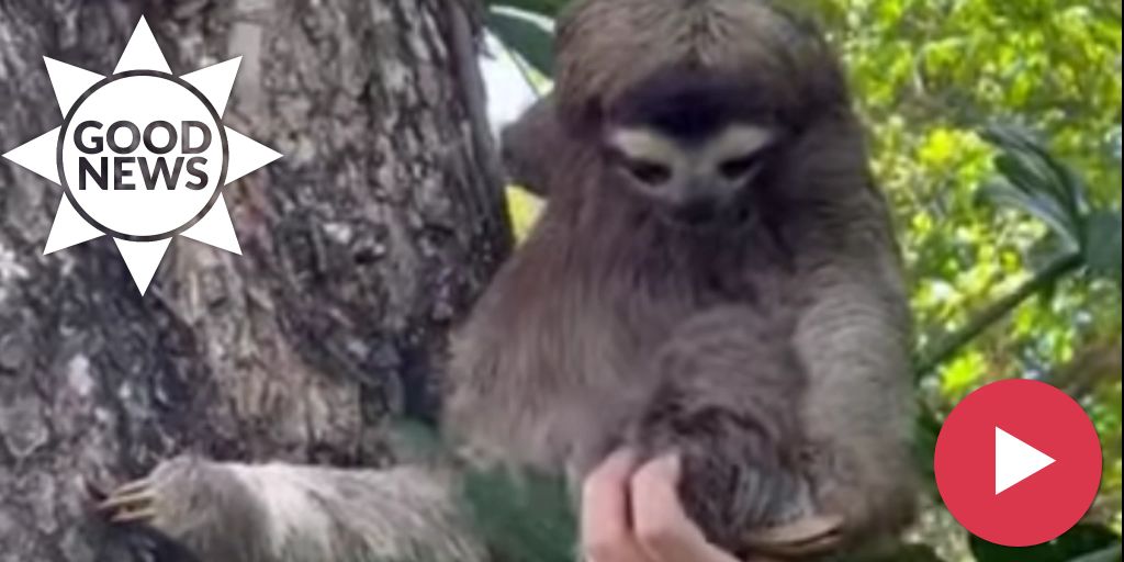 Good News: Tierschützer vereinen Faultier-Baby mit seiner Mama