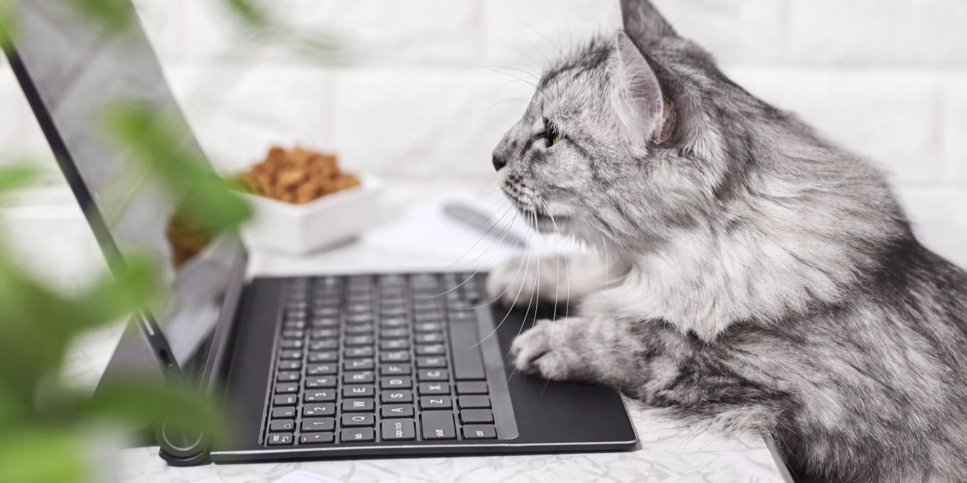 Deshalb setzt sich Ihre Katze auf Ihren Laptop | Nau Tiere