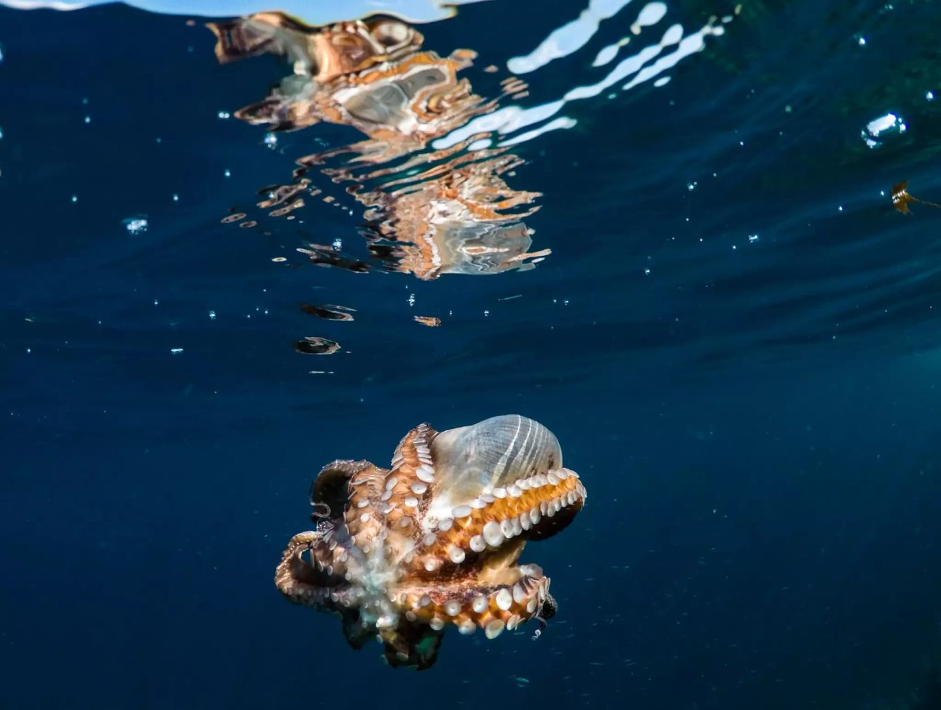 Faszinierender Oktopus: Drei Herzen und Gehirn im ganzen Körper | Nau.ch