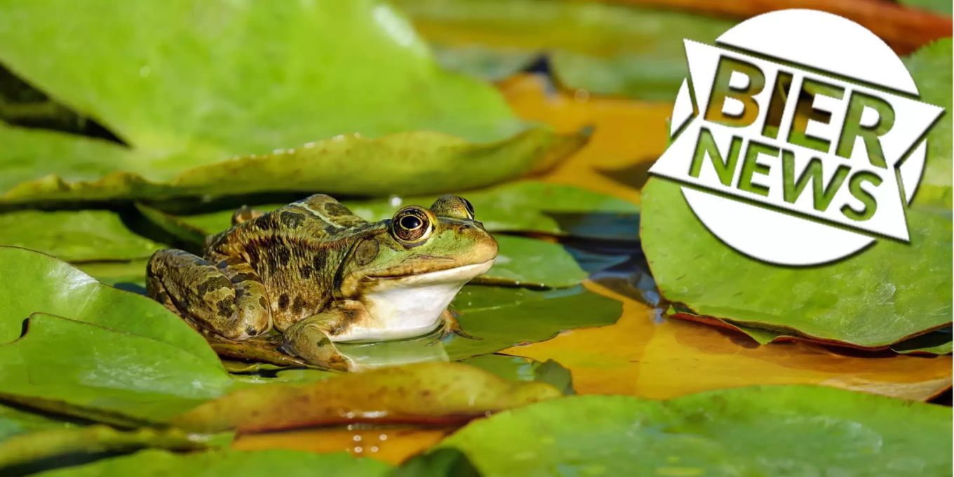 Kurioses Ritual mit Froschgift bringt Österreicherin ins Spital | Nau.ch
