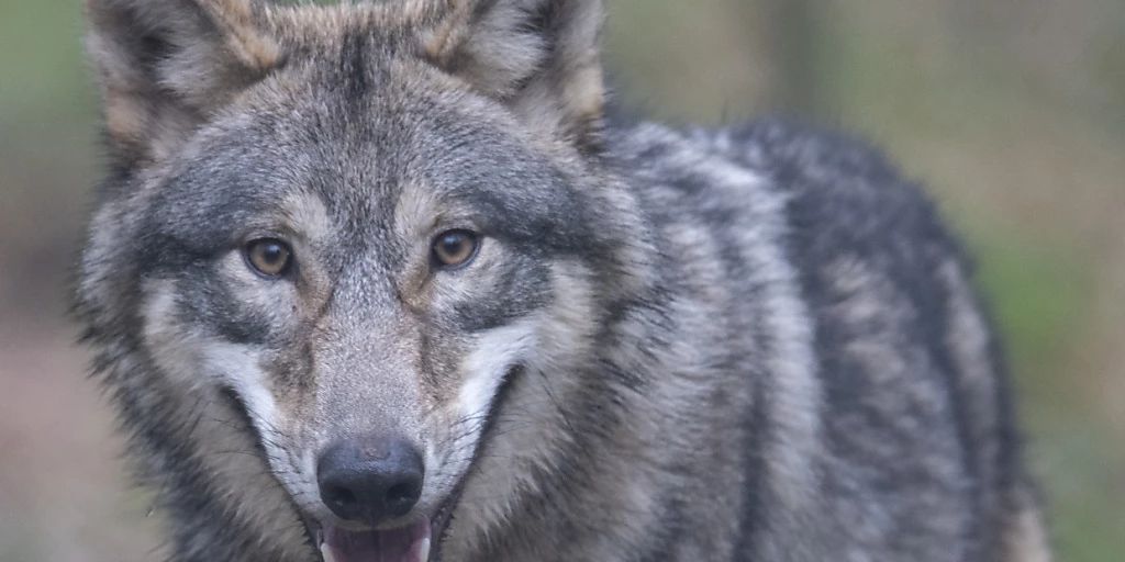 Erlegter Wolf war der Leitwolf des Beverinrudels