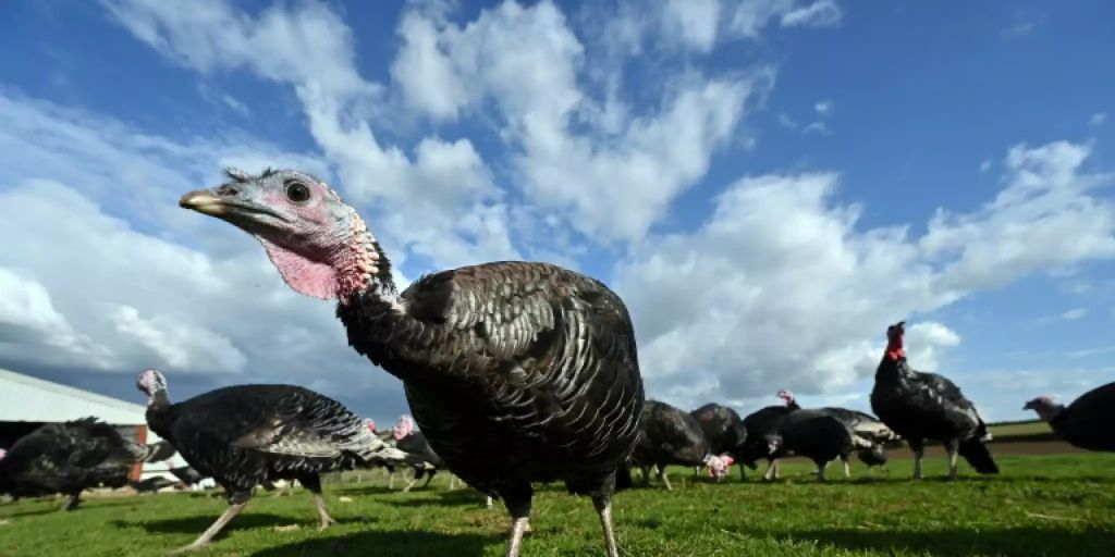 Hälfte der Truthähne in britischer Freilandhaltung tot