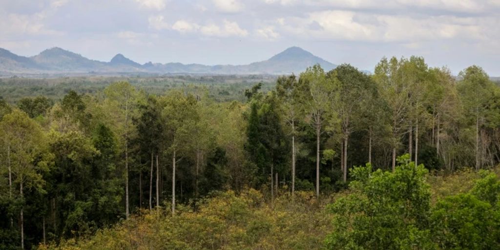 Kanton Basel-Landschaft: Gesunde Wälder für gesunde Menschen