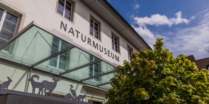 Naturmuseum Solothurn verzaubert mit Schmetterlingen | Nau.ch