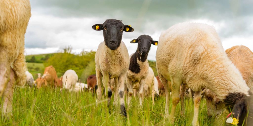 Rhön: Warum Schafe für die Landschaft so typisch sind