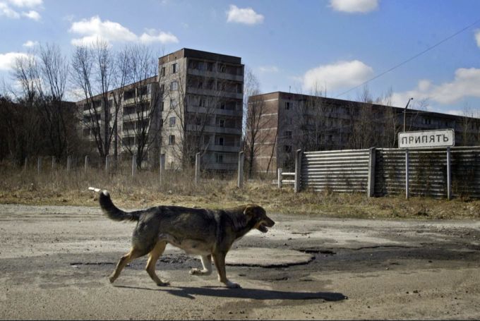 Schwarze Frösche? So sind die Tiere in Tschernobyl mutiert | Nau.ch