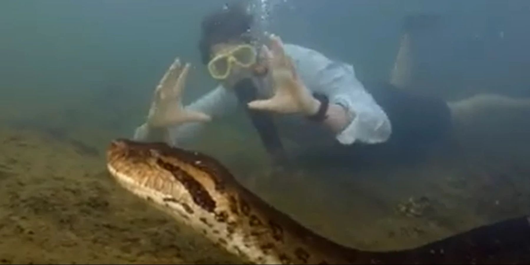 Neuentdeckung: Grösste Schlange der Welt lebt im Amazonas | Nau.ch