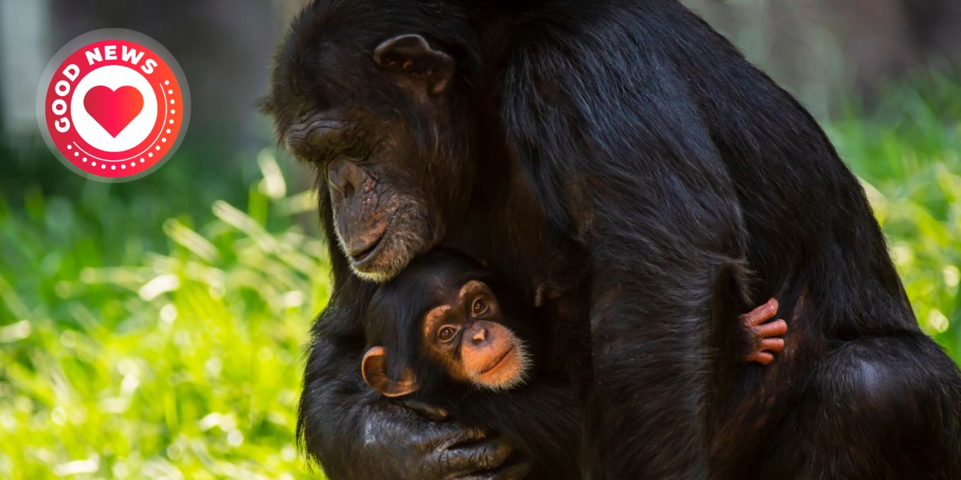Frisch geborenes Bonobo-Baby bringt neue Hoffnung für bedrohte Art | Nau.ch