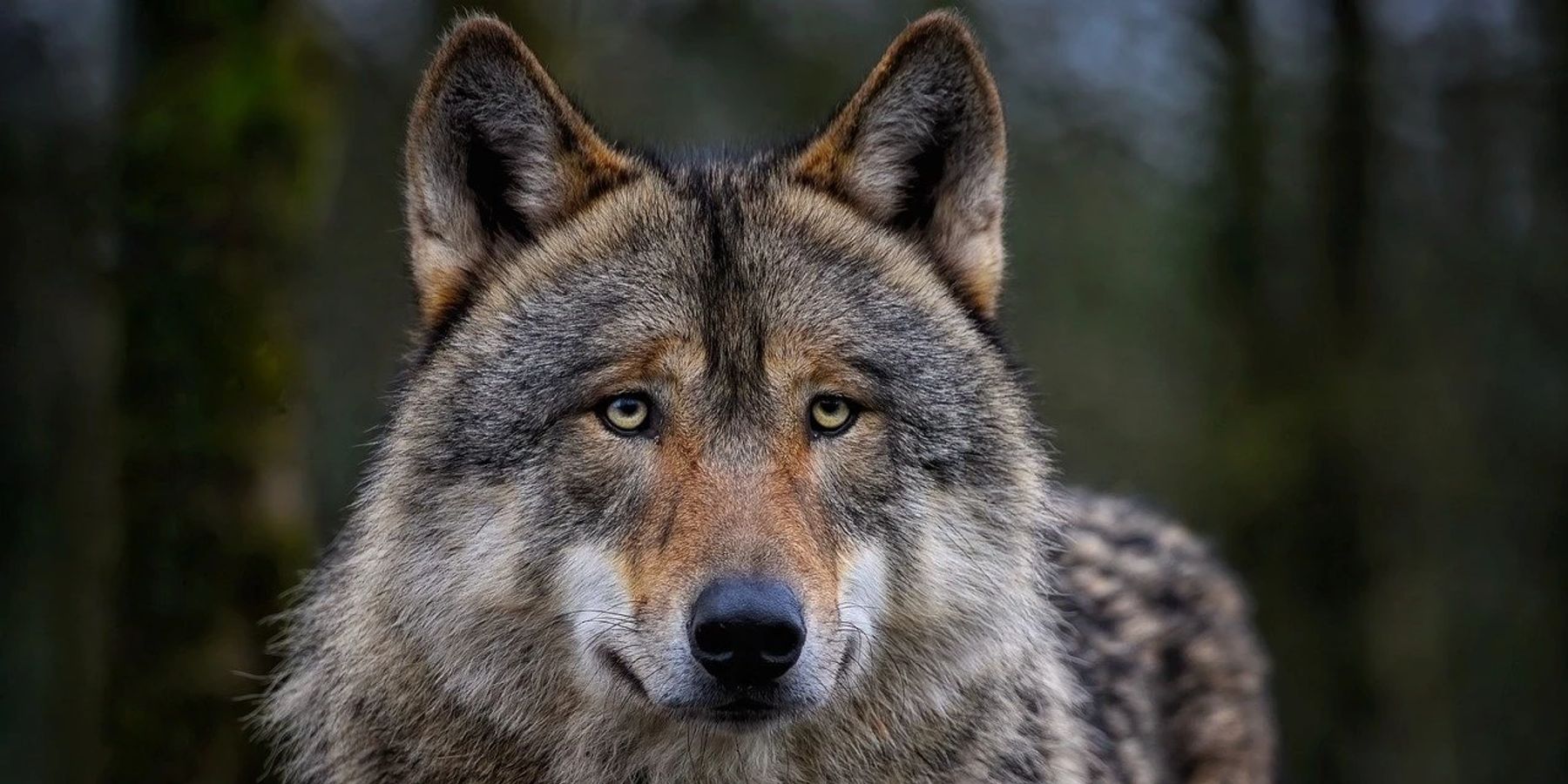 Wolf: Evolution vom Urwolf zur globalen Spezies | Nau.ch