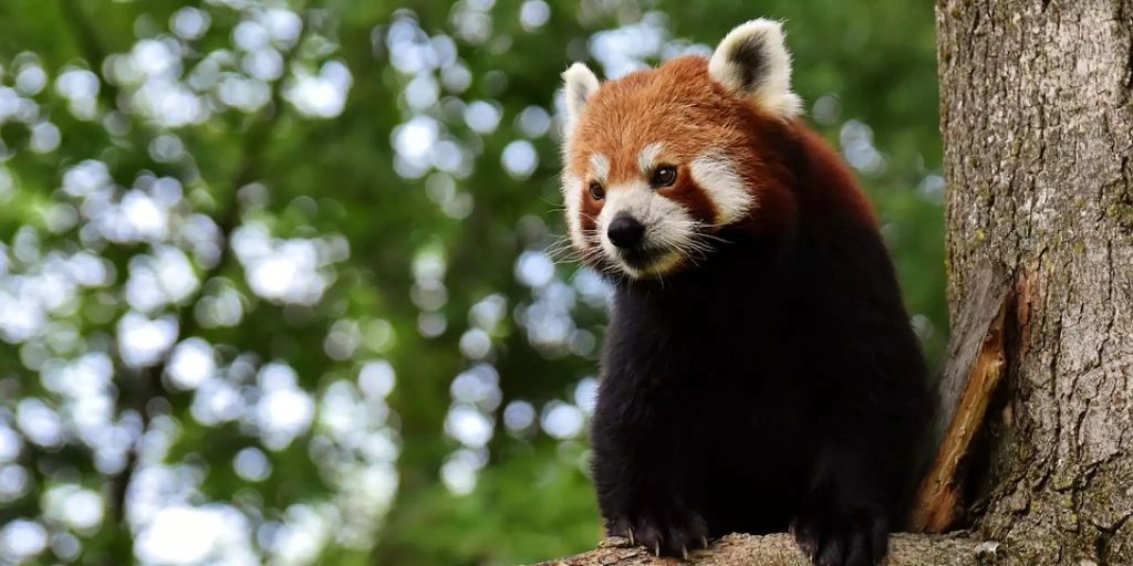 Roter Panda aus irischem Zoo ausgebüxt